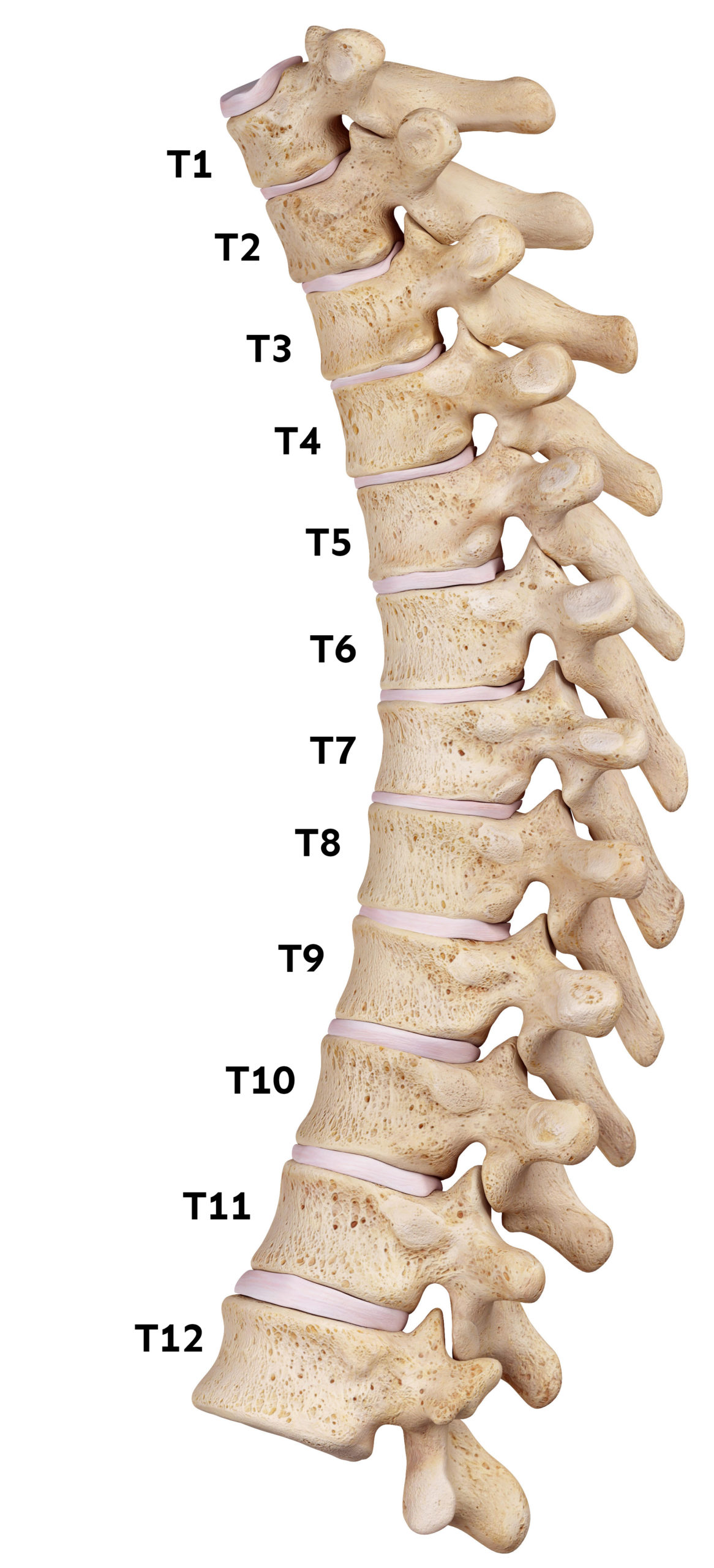 Spine Simulator | Optimal Health Chiropractic